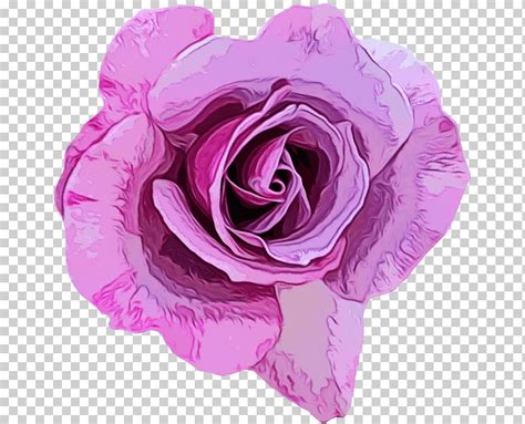 Rosas de jardín Acuarela Pintura Tinta húmeda Rosa Flor Pétalo