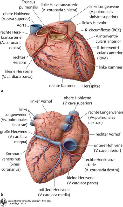 Pin Von Chantal Haller Auf Anatomie Anatomie Und Physiologie