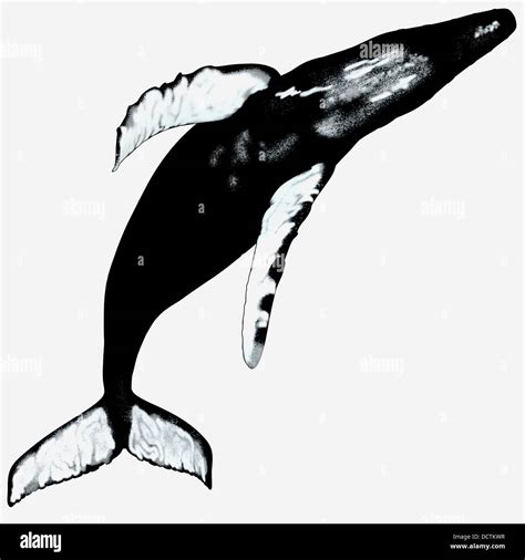 Le Rorqual Bosse Est Un Mammif Re Marin Respiration A Rienne Et Est