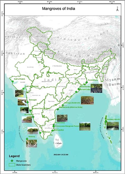Mangrove Forest In India Map United States Map Porn Sex Picture