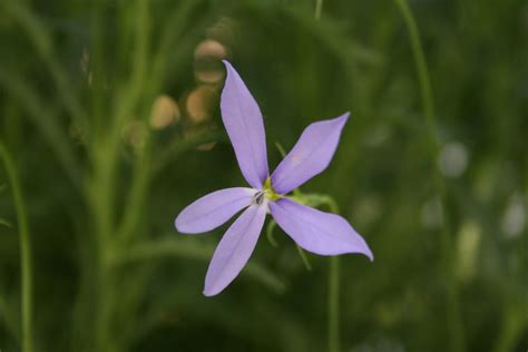 Isotoma Skalleberg Gartneri