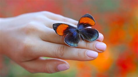 El Significado Espiritual De Que Una Mariposa Se Pose En Tu Mano