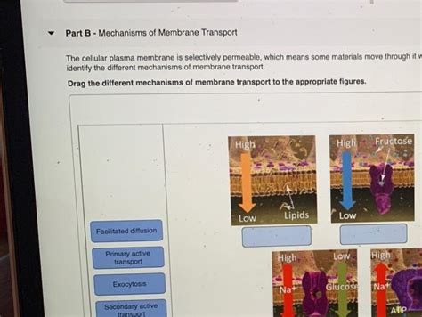 Solved Part B Mechanisms Of Membrane Transport The Chegg
