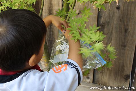 How Leaves Breathe A Backyard Demonstration Of Leaf Transpiration