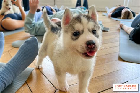 Puppy Yoga Paris des séances de yoga tout en câlins avec d adorables