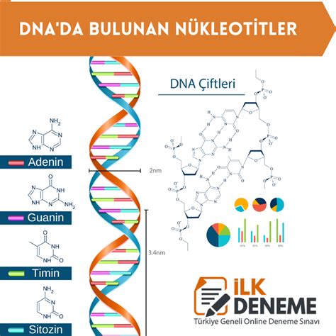 DNA ve Genetik Kod Konu Anlatımı 8 Sınıf Dna Genetik Konular
