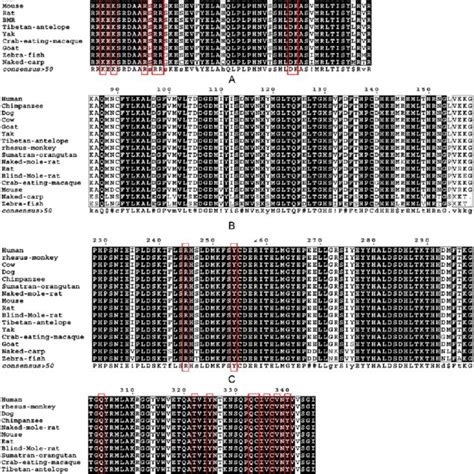 multiple sequence alignment a bhlh domain the dna interacting basic download scientific
