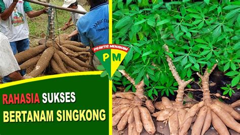 Cara Menanam Ubi Kayu Agar Berbuah Banyak