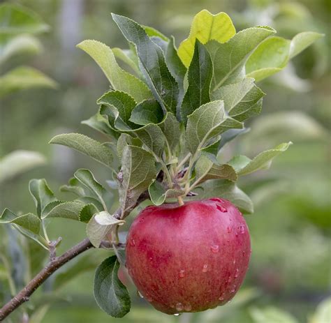 Pomme Fruit Arbre Photo Gratuite Sur Pixabay Pixabay