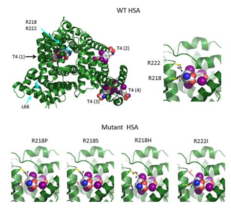 figure 6 [the structures of hsa in ] endotext ncbi bookshelf