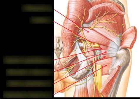 Gluteal Diagram Quizlet
