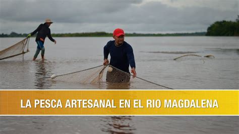 Como Se Hace Pesca Artesanal En El Rio Magdalena TvAgro Por Juan