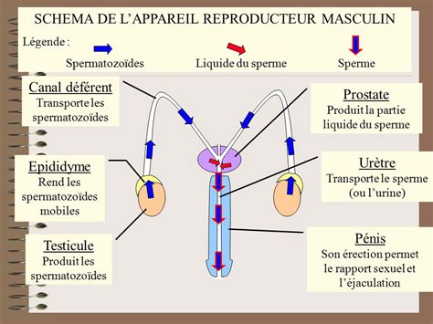 de lappareil reproducteur masculin ppt video online télécharger