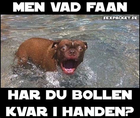 11 roliga bilder på hundar med tillhörande text som kommer få dig på