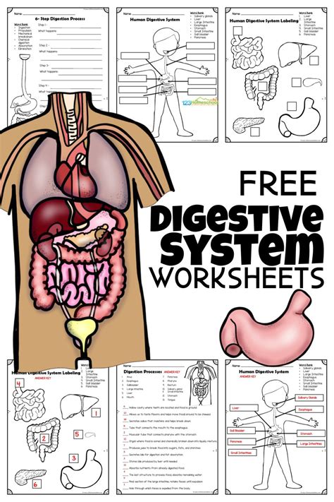 Digestion Worksheets