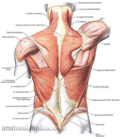 Músculos do dorso camada superficial vista posterior medical medical
