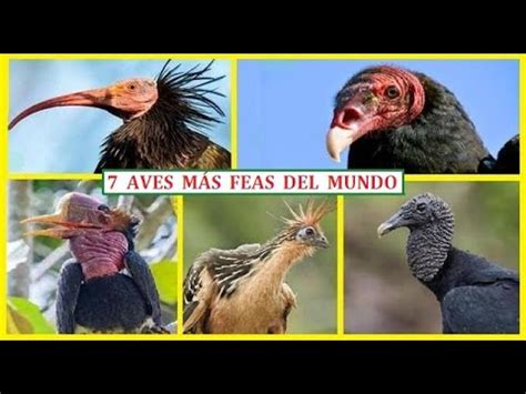 Algunas De Las Aves Más Feas Del Mundo YouTube