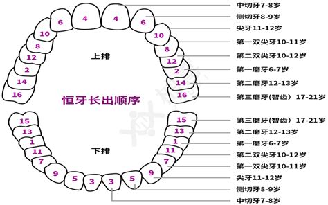 一幅换牙顺序图可辨别儿童牙齿是否正常家长们快收藏 柚喜