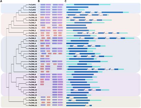 Frontiers Characterization And Functional Analysis Of Calmodulin And