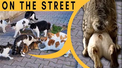 Cat Mating Cats Mating For The First Time Cat Breeding 8 Male Cats