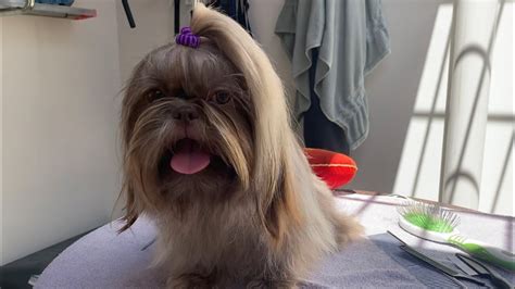 Por Qué Mi Cachorro Pierde El Pelo