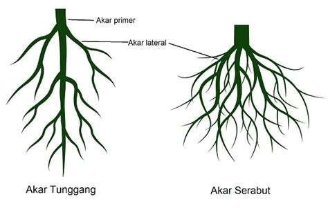 Jenis Akar Pada Tumbuhan Jambu Biji In English PELAJARAN