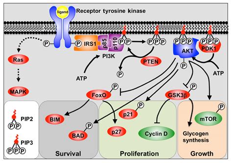 Frontiers A Specific Role For Phosphoinositide 3 Kinase And AKT In