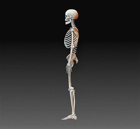 Archivo STL Esqueleto HumanoModelo De Impresora 3D Para DescargarCults