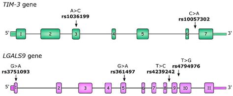 IJMS Free Full Text The Variations In Genes Encoding TIM 3 And Its