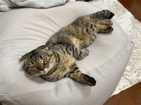 On Twitter Rt Matsutake Cat