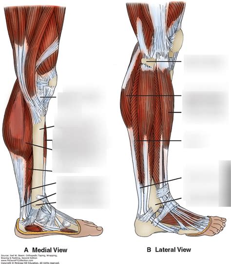 Lateral View Of Lower Leg Diagram Quizlet