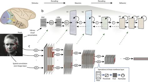 comparing the visual system and deep convolutional neural networks the download scientific