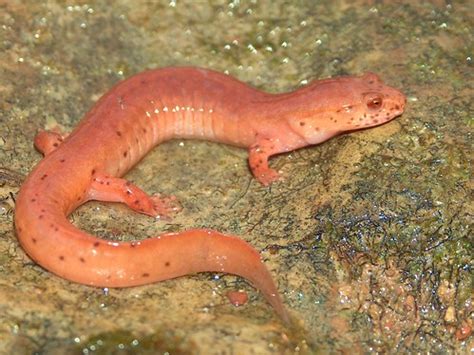 Gyrinophilus Porphyriticus Duryi Kentucky Spring Salamande Flickr