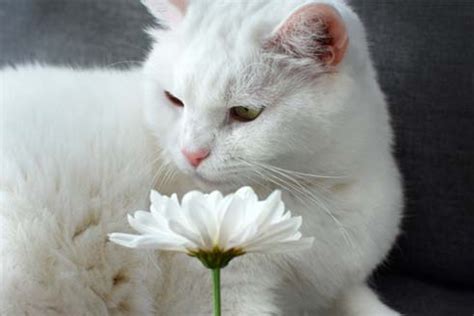Adestrar Um Gato Passo A Passo Completo Portal