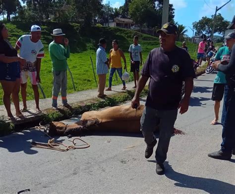 Mototaxista em estado grave após colisão cavalo solto na rodovia de