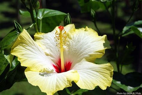 Interesting Facts About Hibiscus Just Fun Facts