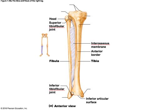 Tibia And Fibula Diagram Quizlet