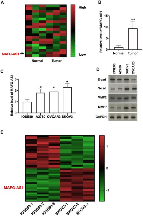 Silencing Of Long Noncoding Rna Mafg As Prevents Autophagy And