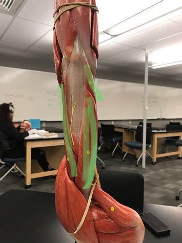 Muscles Of The Upper Extremity Flashcards Quizlet