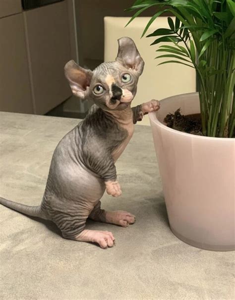 Sphynx Kittens For Sale Anthony Kittens Home