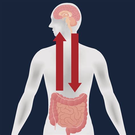 La relación entre el eje intestino cerebro en la salud y la enfermedad