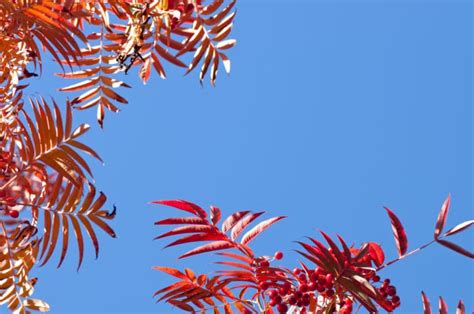 15 arbres à planter pour de magnifiques couleurs en automne Page 2 sur 3