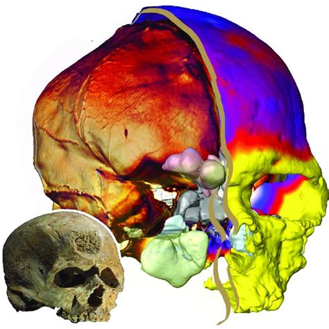 The Original Skull Of Cro Magnon D Reconstruction Of The