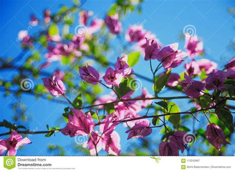 Flores Rosadas Con Las Hojas Verdes En Fondo Del Cielo Imagen De