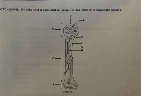 Anatomy Midterm Chapter Diagram Quizlet
