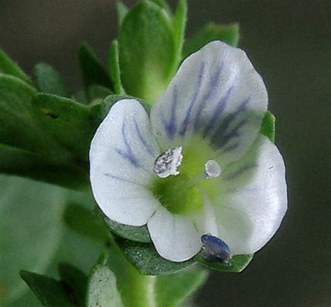 Plant Details Page For Thymeleaf Speedwell