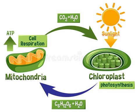 Photosynthesis And Cellular Respiration Diagram Stock Vector