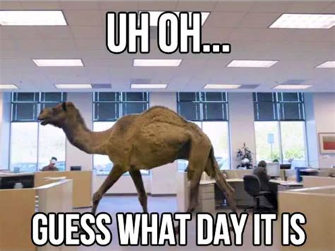 39 Funny Wednesday Memes To Get You Through Hump Day Work Money