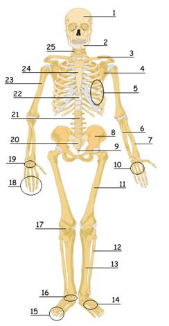 Anatomy Midterm Diagrams Skeletal Diagram Quizlet