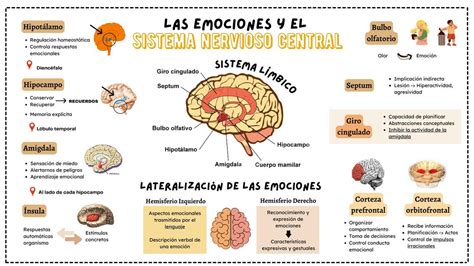 Anatomia UDocz